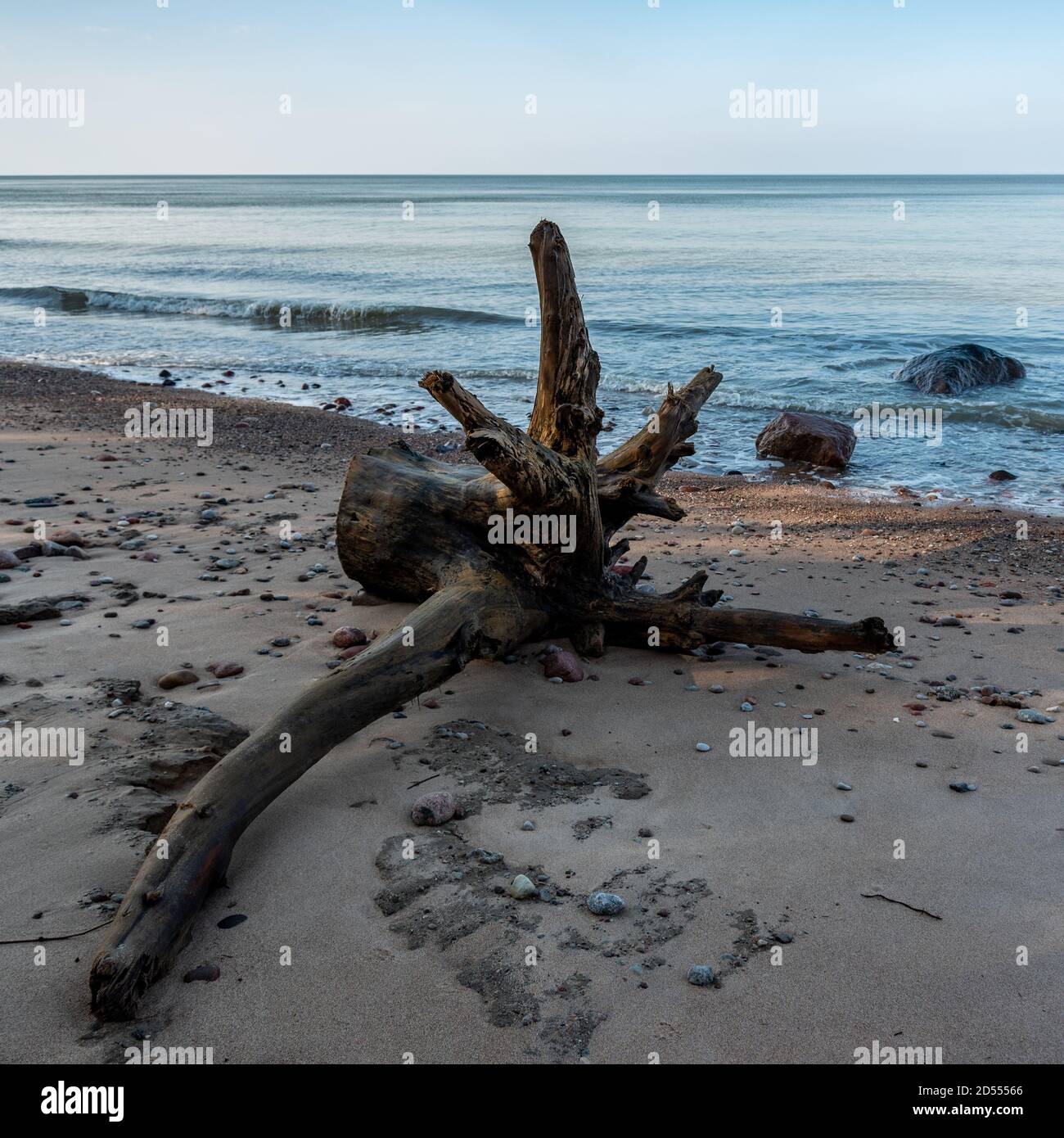 Stump on a beach of Baltic sea Stock Photo - Alamy