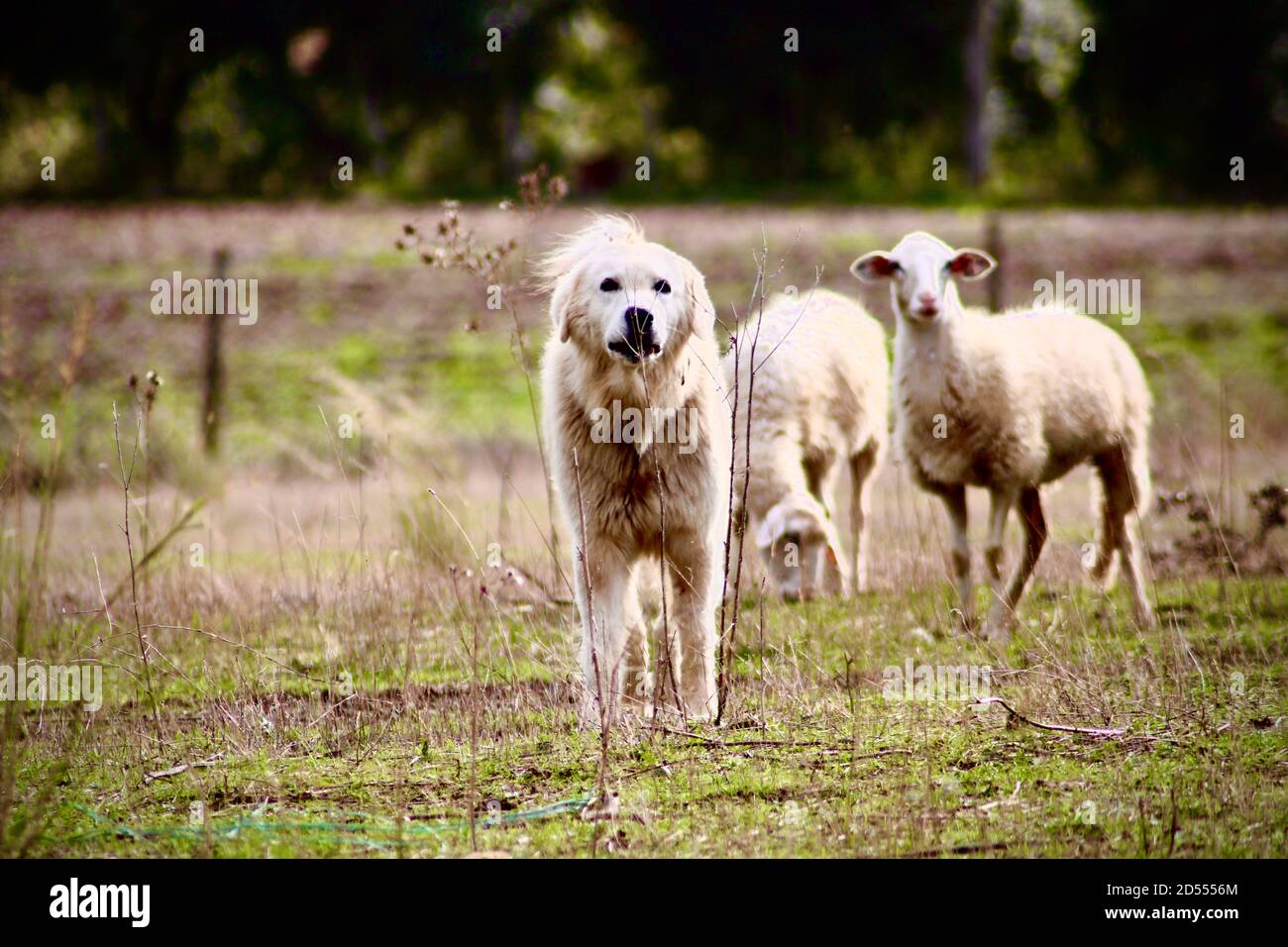 Portrait of an australian shepherd dog in a field hi-res stock ...
