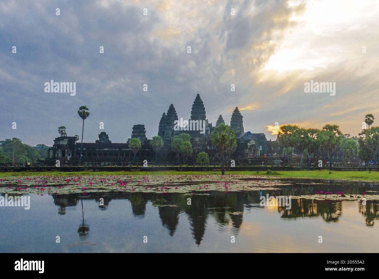 Red lotus flowers at Angkor Wat Stock Photo - Alamy
