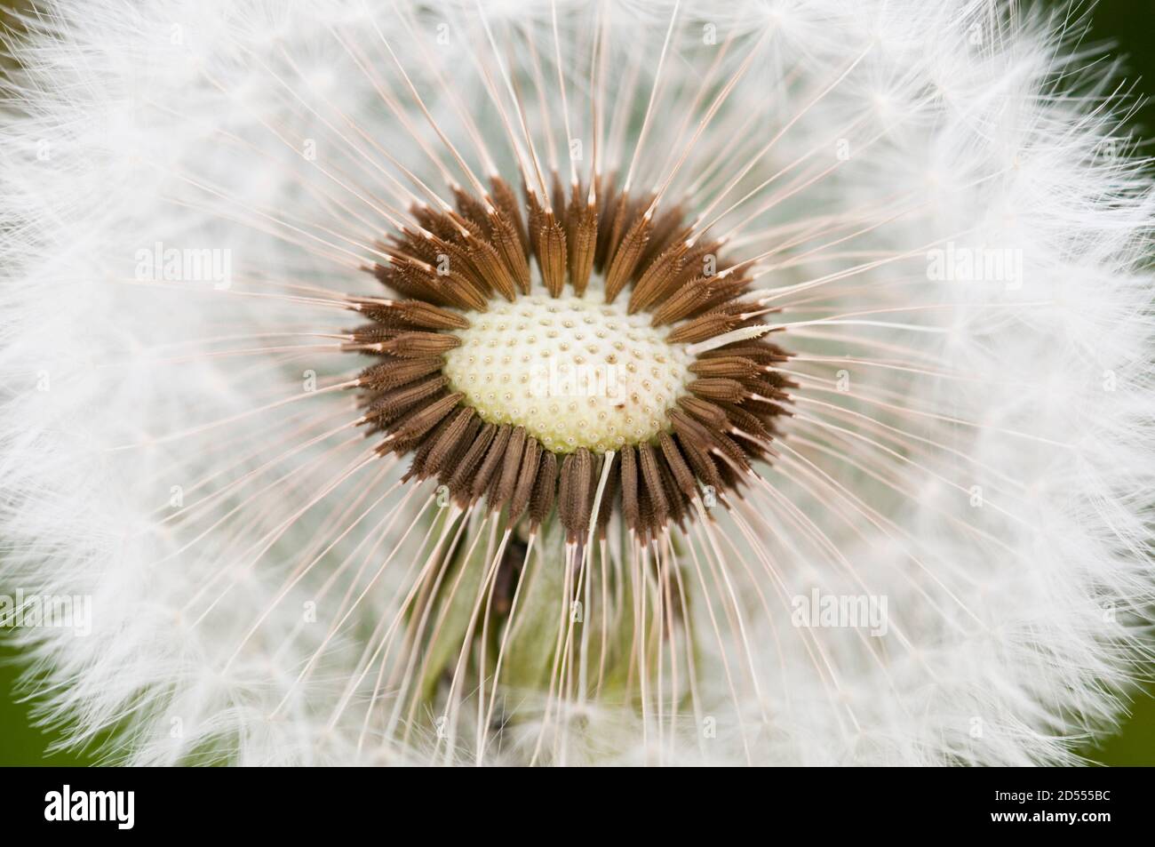 Dandelion pappus seeds detail Stock Photo - Alamy