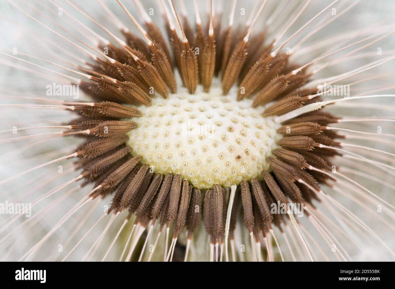 Dandelion pappus seeds detail Stock Photo - Alamy