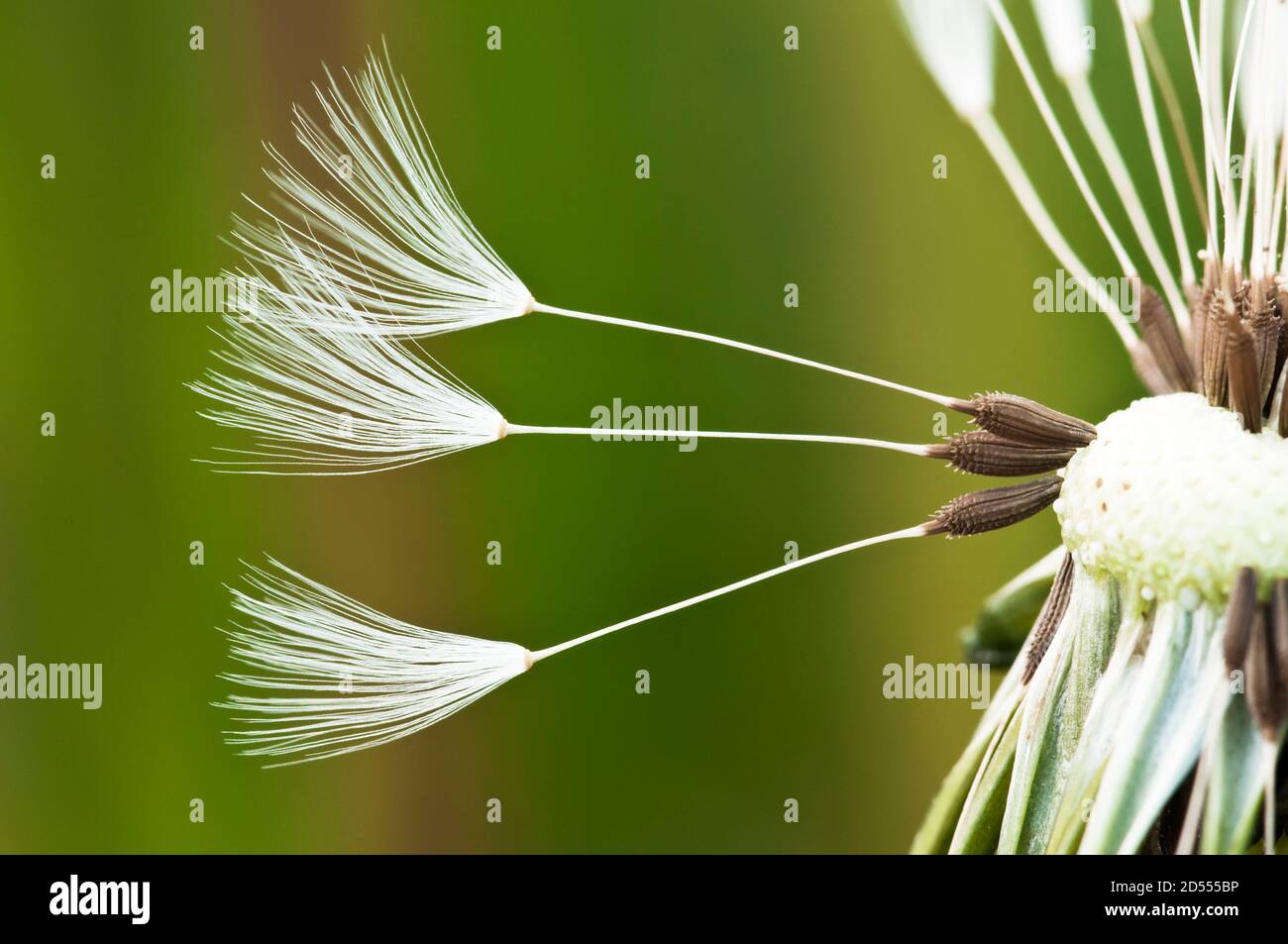Dandelion pappus seeds detail Stock Photo - Alamy