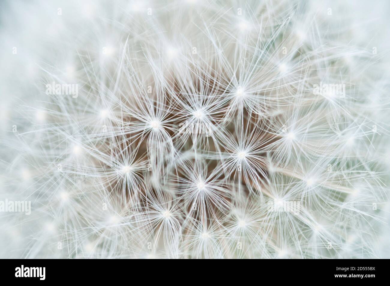 Dandelion pappus seeds detail Stock Photo - Alamy