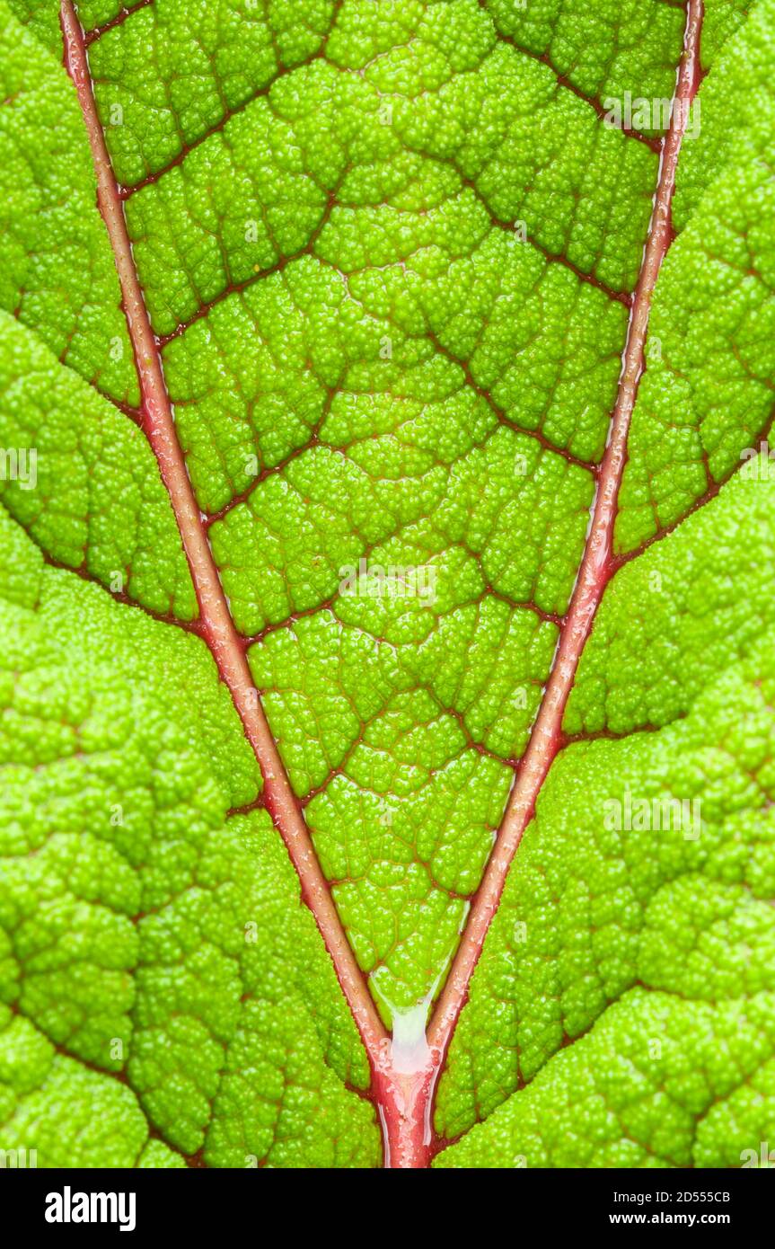 Detail of green leaf with red veins Stock Photo - Alamy