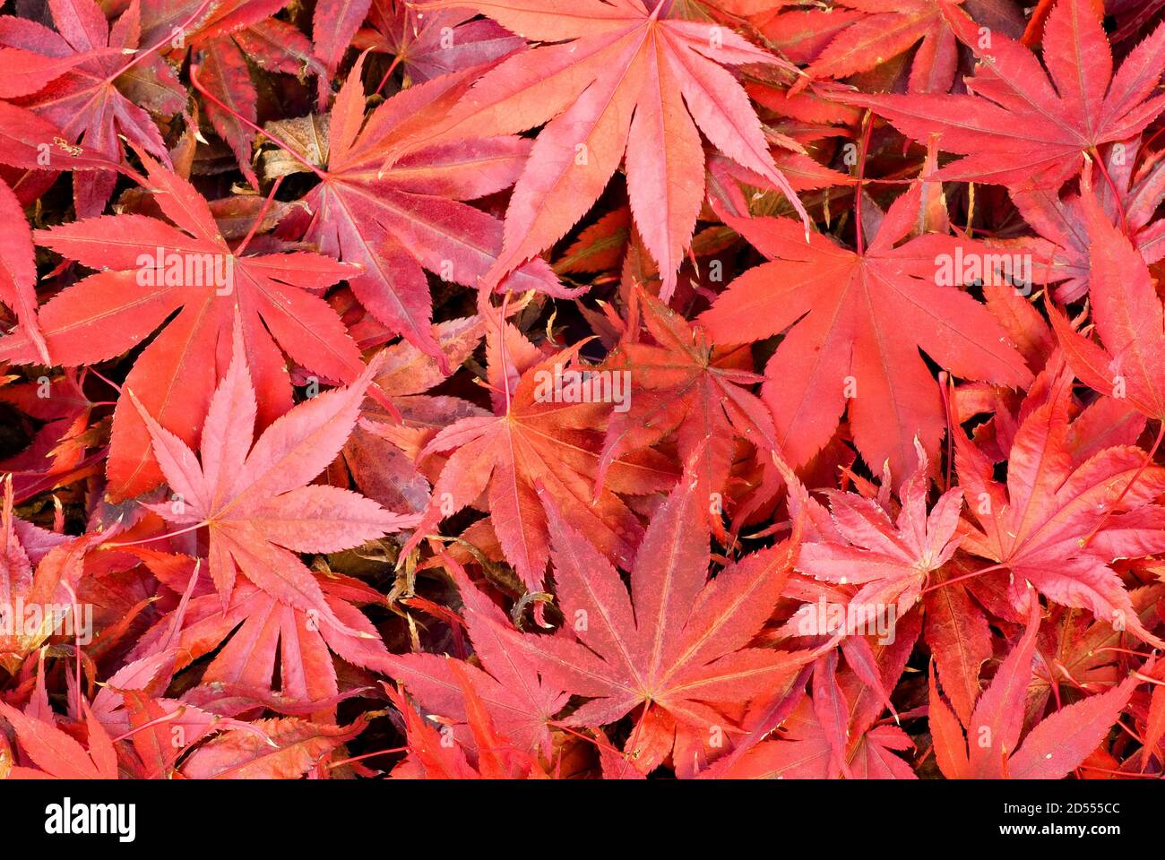 Red Maple tree leaves fallen on ground Stock Photo - Alamy