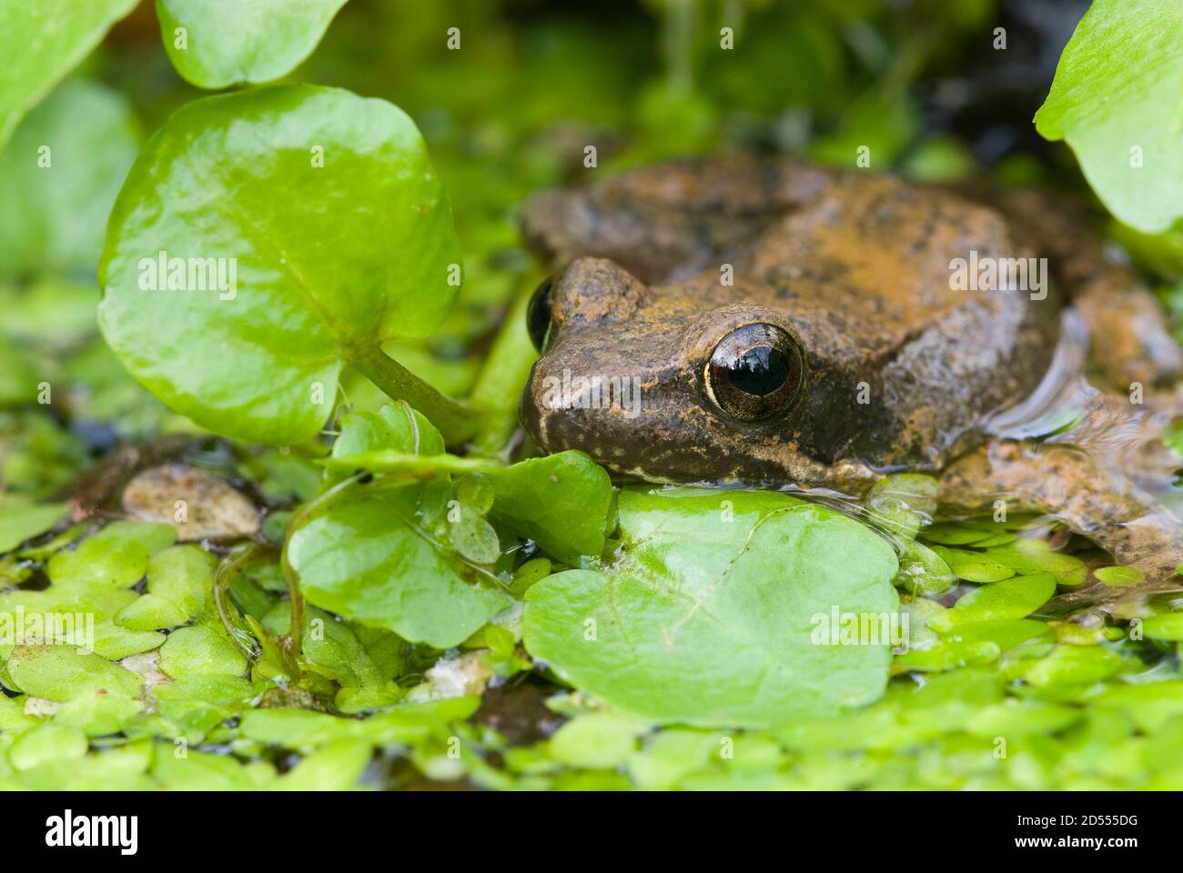 Italian agile frog, Rana latastei, Lataste's frog, is a frog endemic to ...