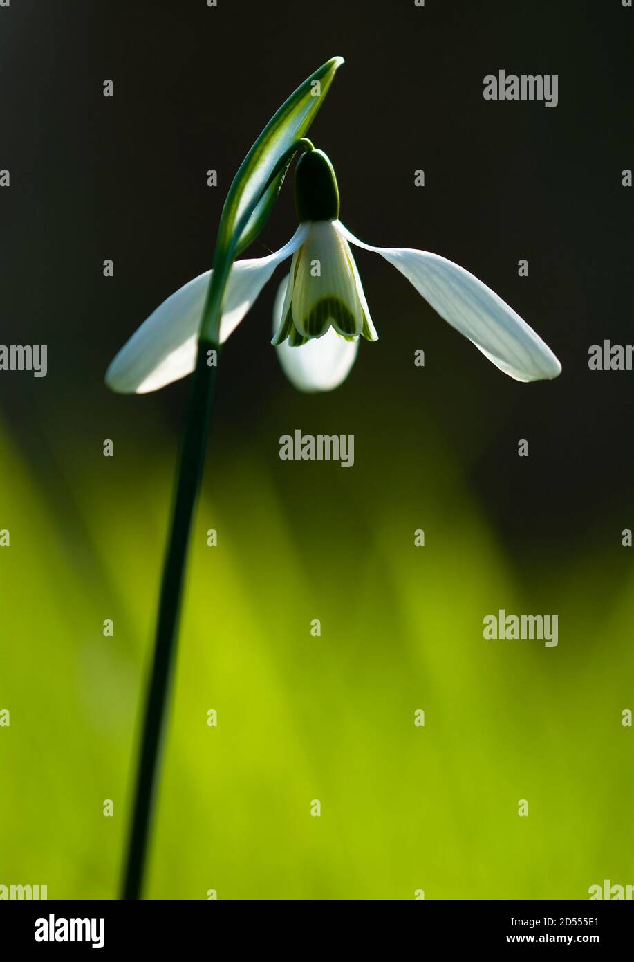 Snowdrop flower bud on green background, Galanthus Stock Photo - Alamy