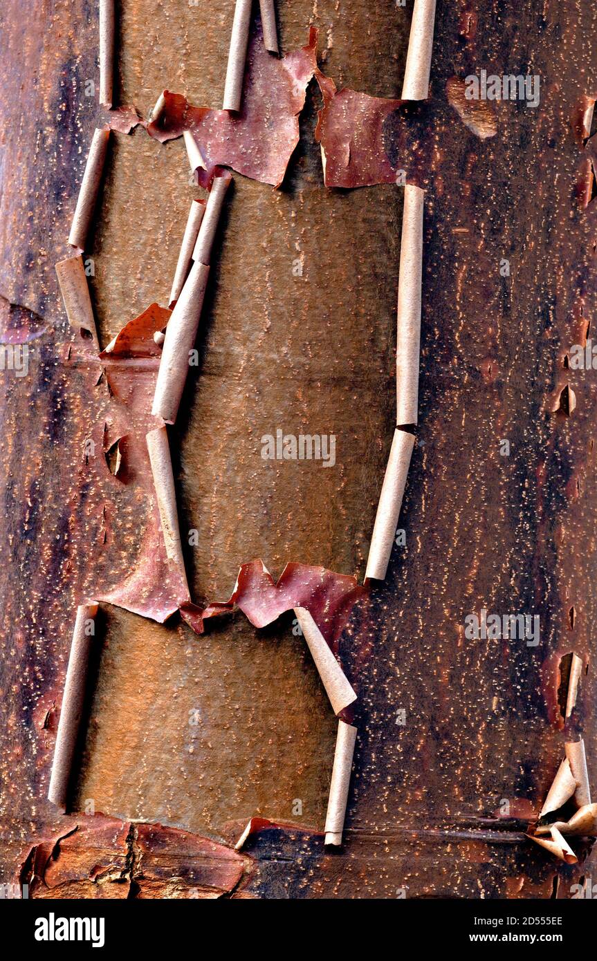 Paper bark maple tree trunck detail, Acer griseum Stock Photo - Alamy