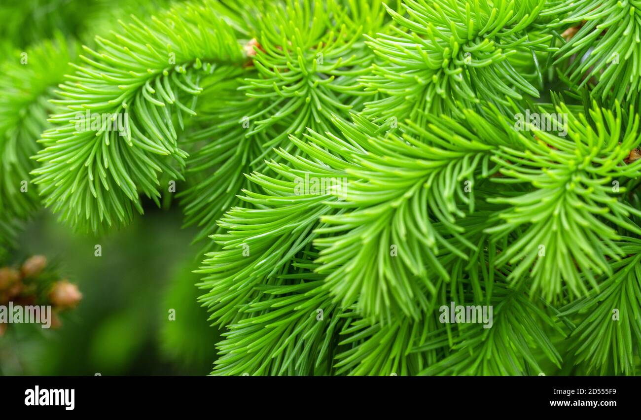 Growing young fir tree in a spring time Stock Photo - Alamy