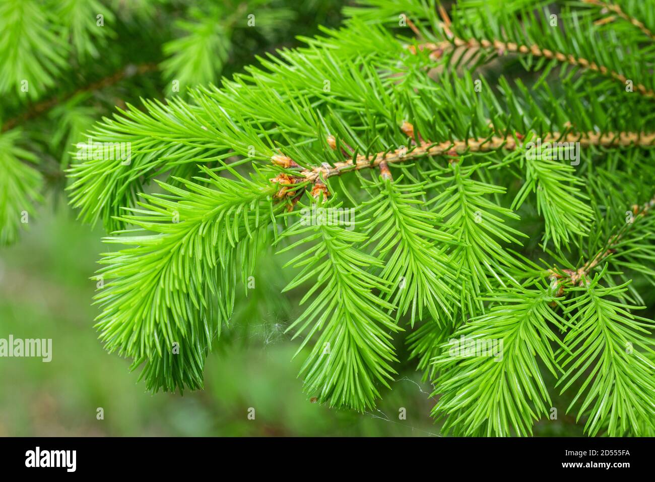 Growing young fir tree in a spring time Stock Photo - Alamy