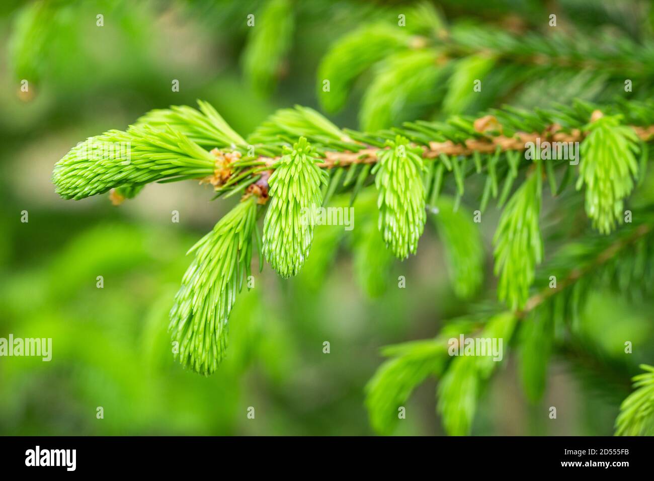 Growing young fir tree in a spring time Stock Photo - Alamy