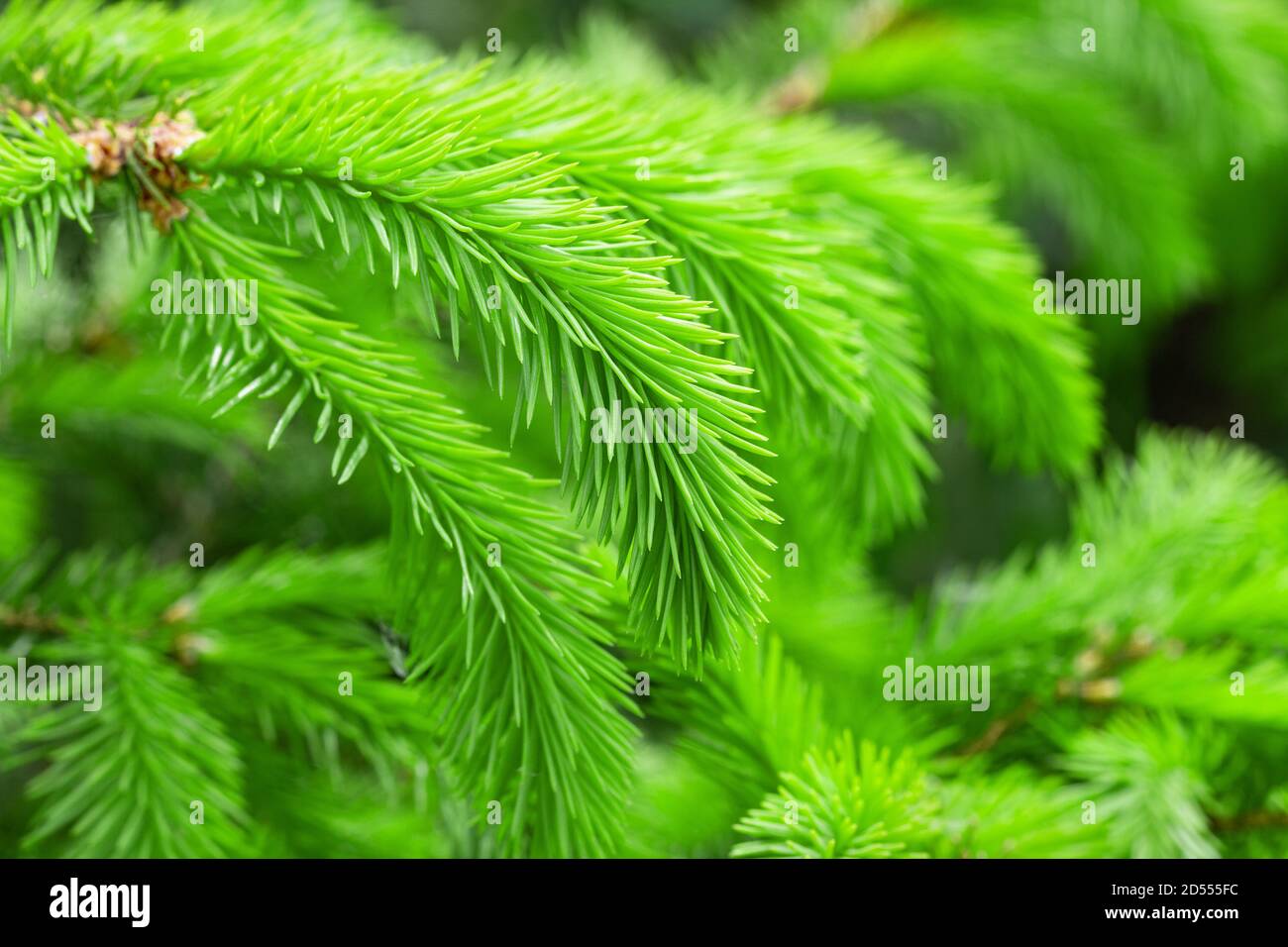 Growing young fir tree in a spring time Stock Photo - Alamy