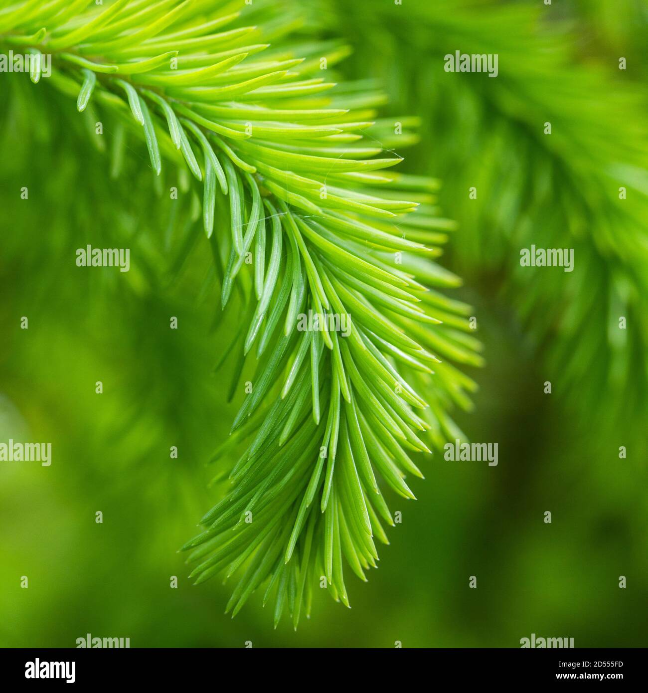 Growing young fir tree in a spring time Stock Photo - Alamy