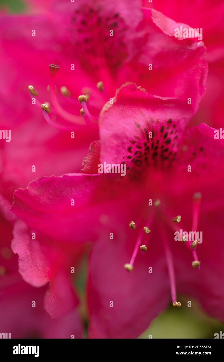 Azalea red flower detail of pistils and stamens Stock Photo - Alamy
