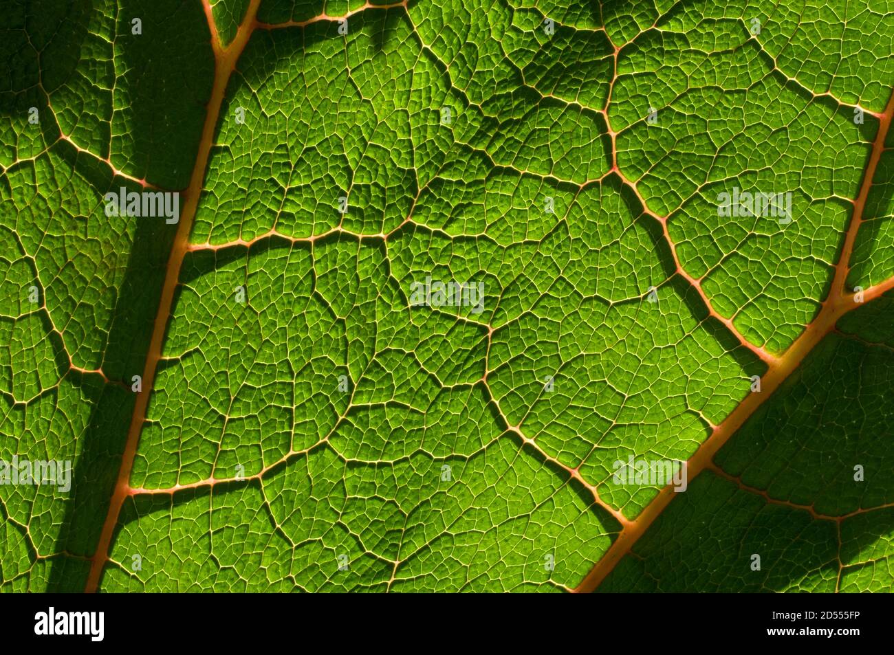 Detail of green leaf with red veins Stock Photo - Alamy