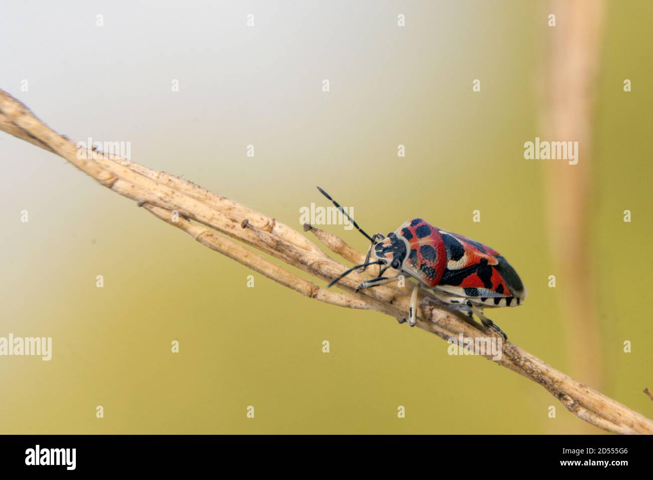 Closeup shot of red soldier bug on a stick Stock Photo - Alamy