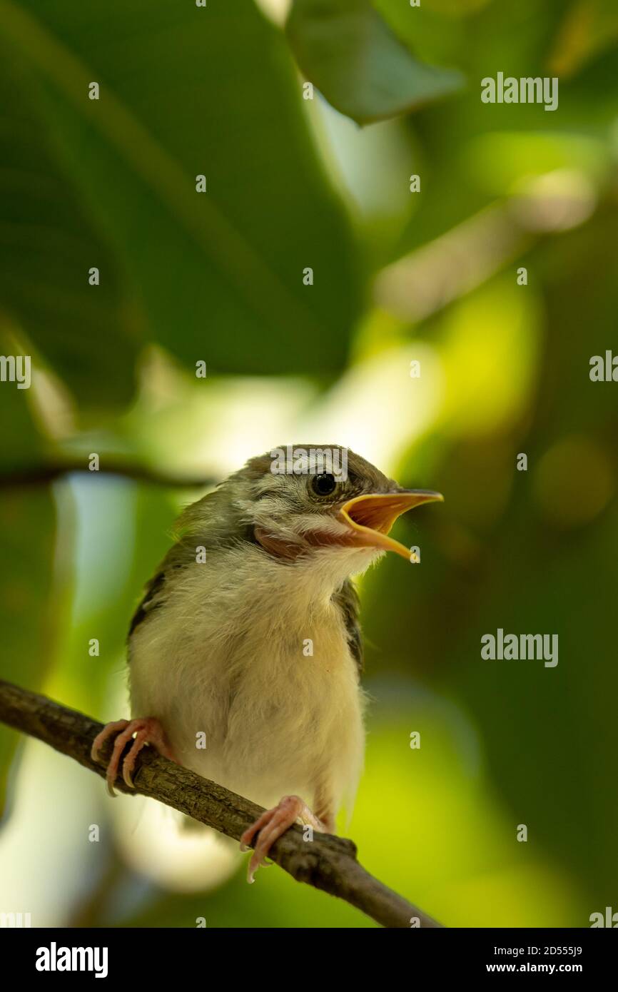 common tailorbird or Orthotomus sutorius a small shy bird with beak ...