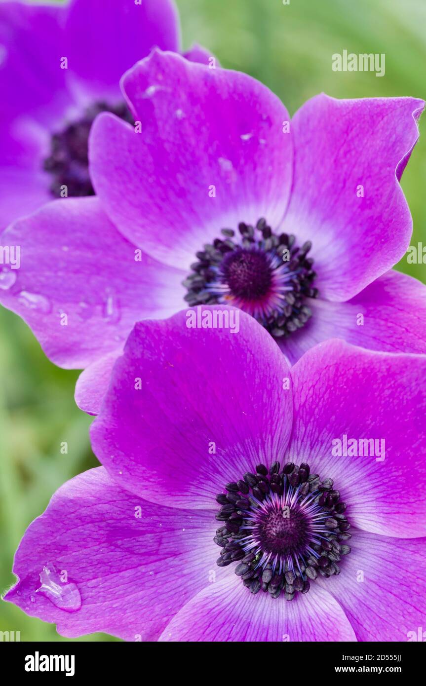 Paeon hi-res stock photography and images - Alamy