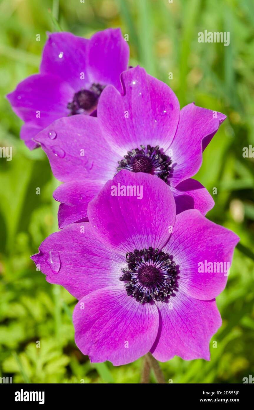 Purple wild paeon flowers on green grass Stock Photo - Alamy