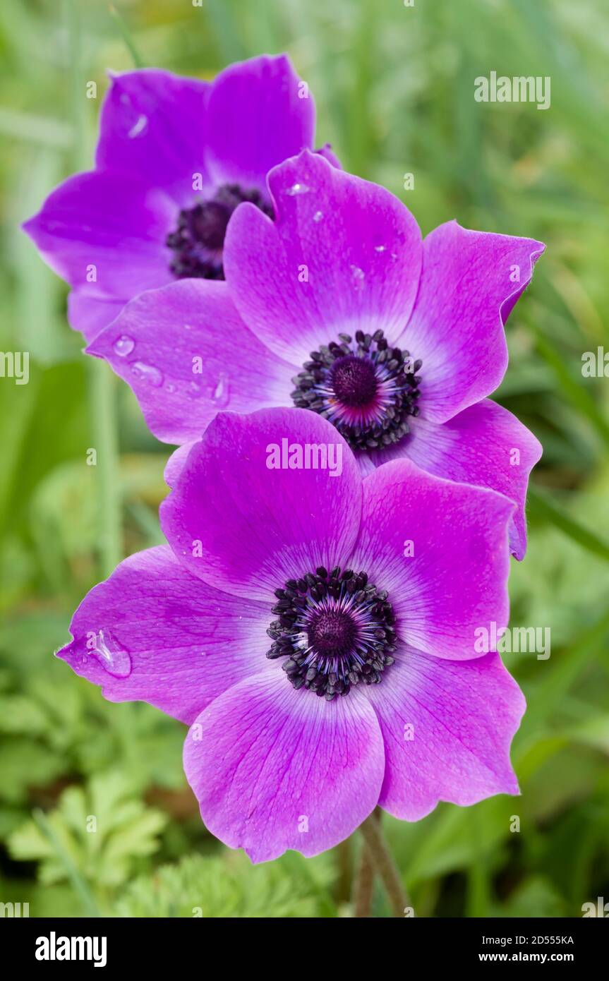 Purple wild paeon flowers on green grass Stock Photo - Alamy