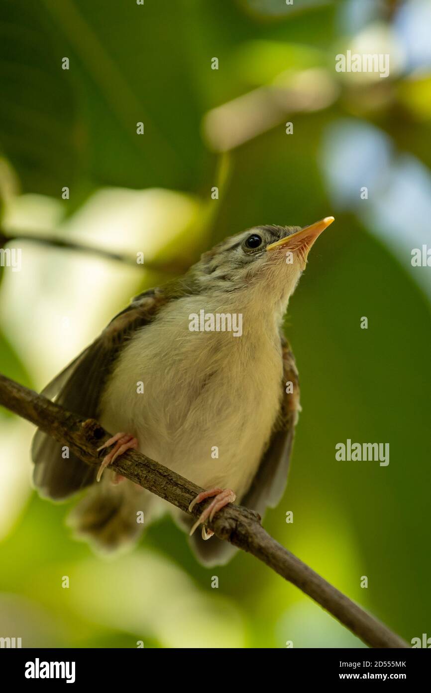 common tailorbird or Orthotomus sutorius a small shy bird with wings ...