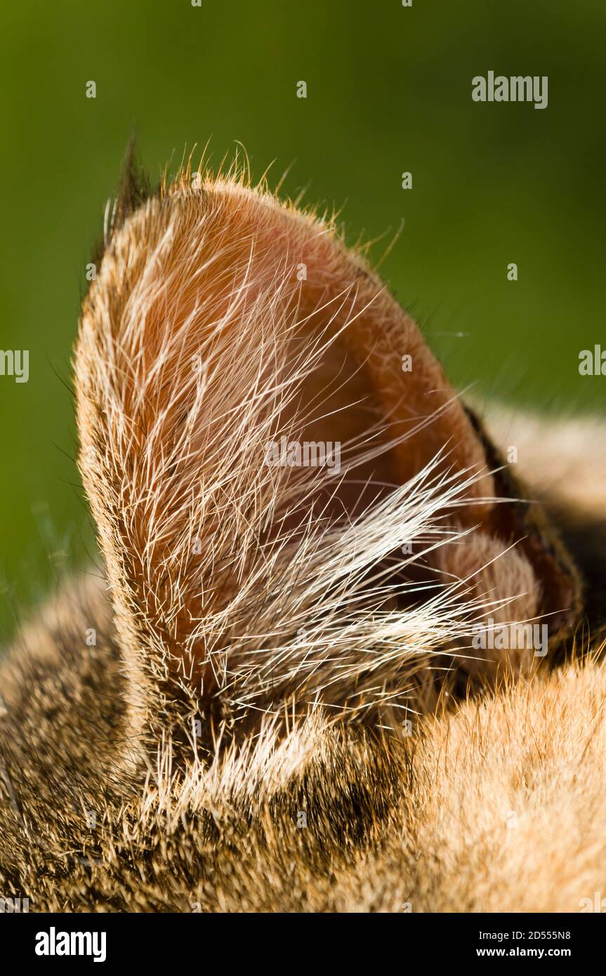 Closeup of a cat ear with long hair Stock Photo - Alamy