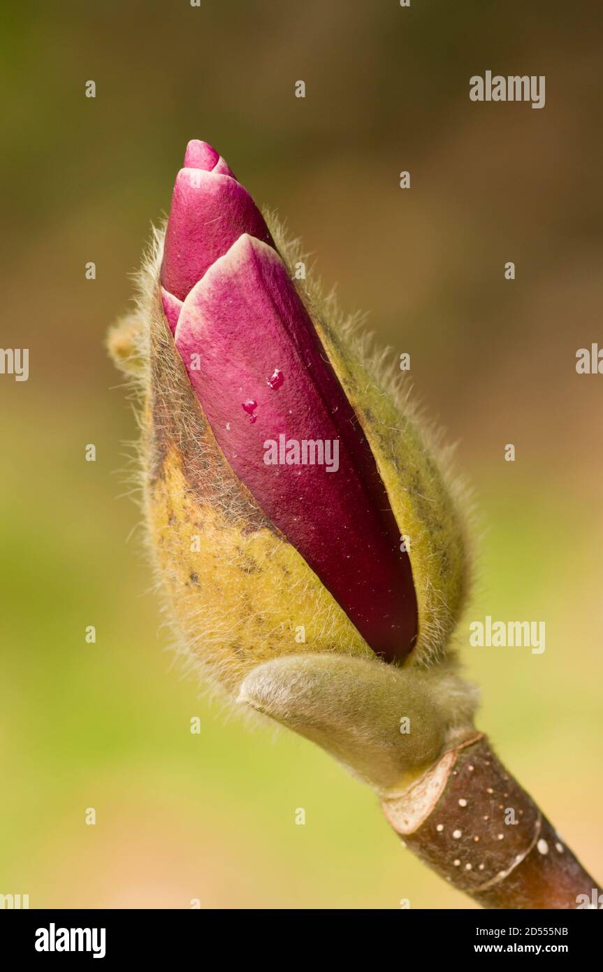 Red flower bud of Magnolia plant ready to bloom Stock Photo - Alamy
