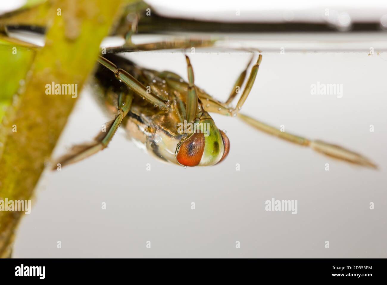 Common backswimmer (Notonecta glauca Stock Photo - Alamy