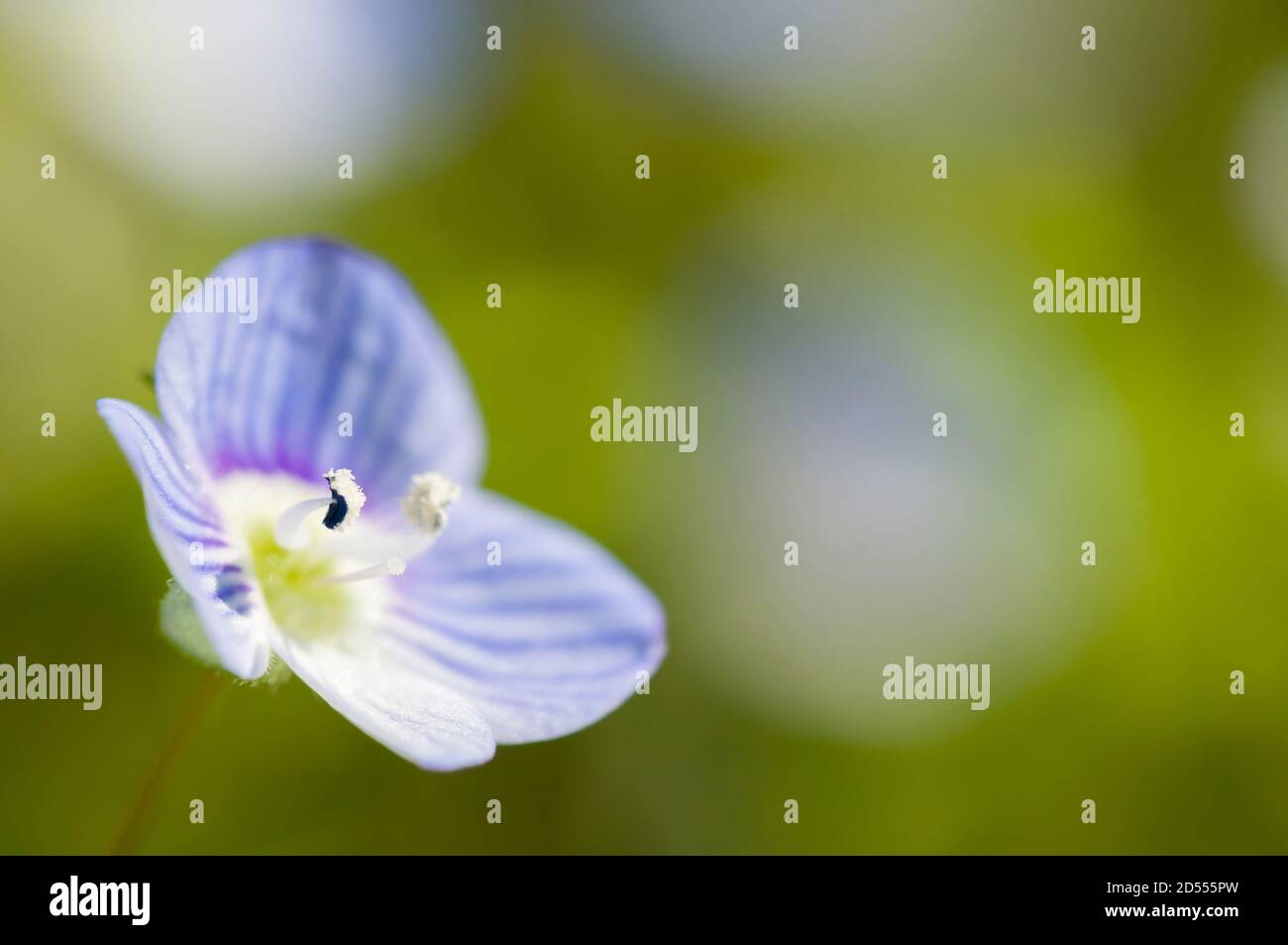 Blue flower of Veronica plant in Spring Stock Photo - Alamy