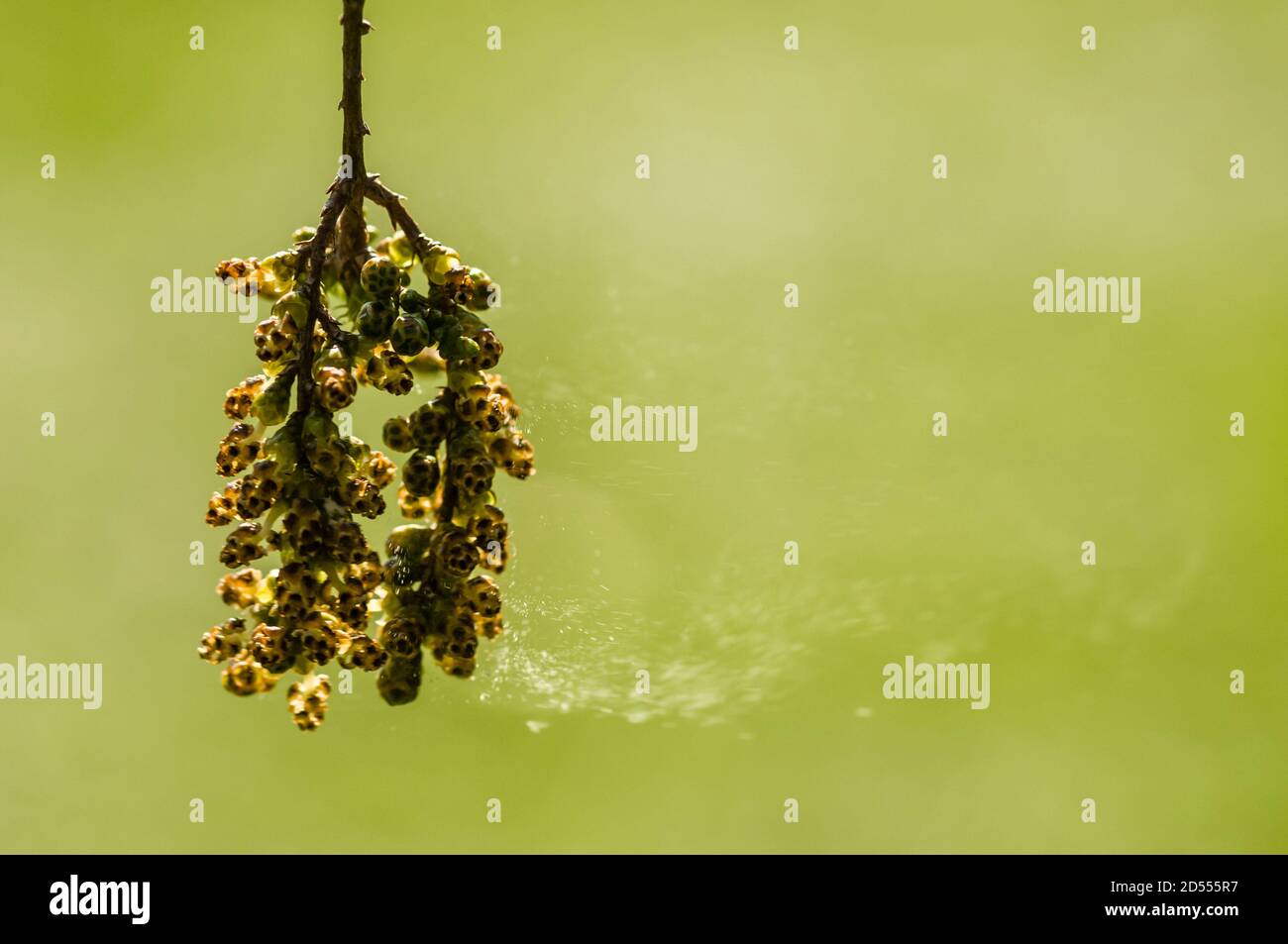 Flowers and flying spores of Taxodium distichum tree, bald cypress ...