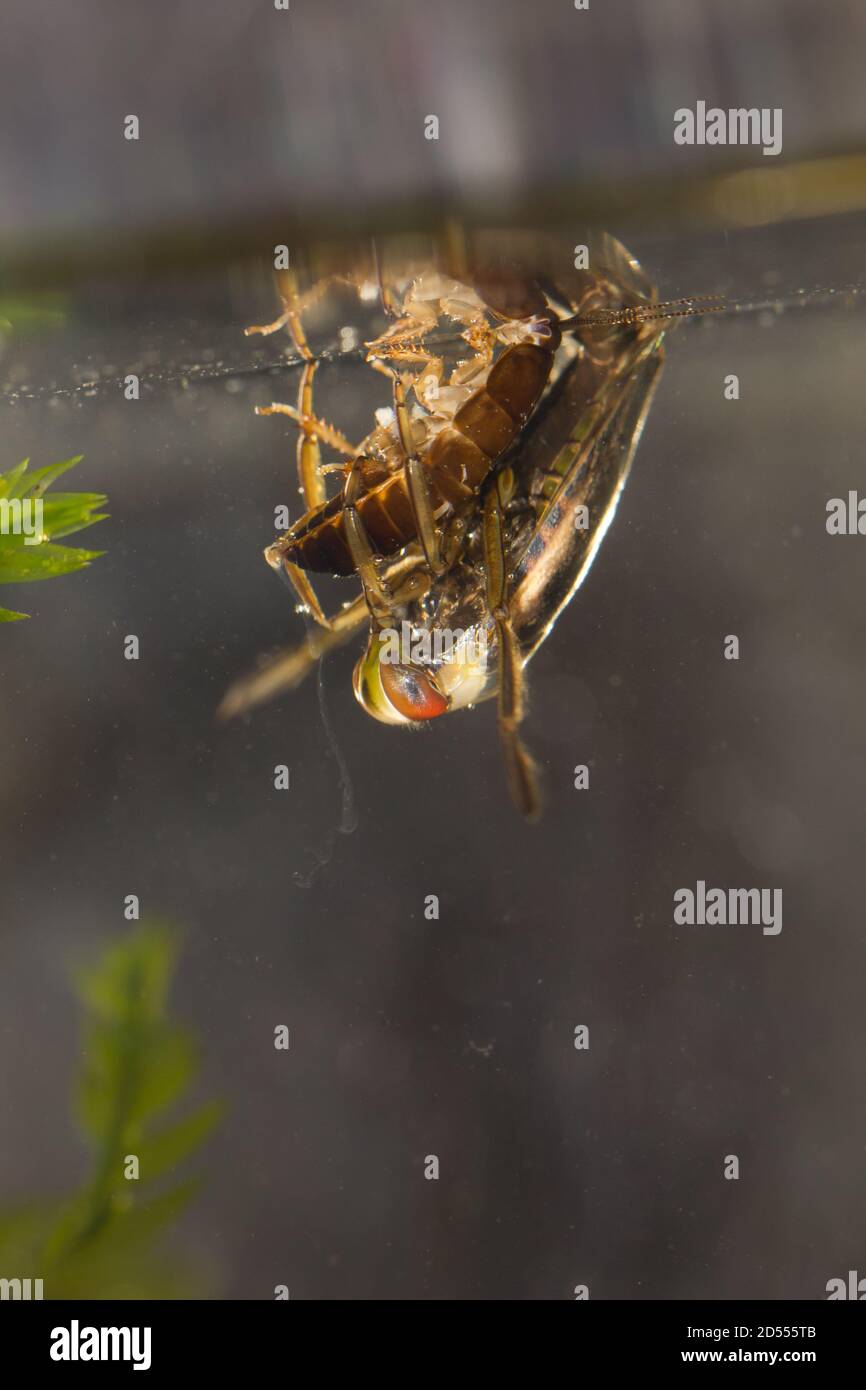 Common backswimmer (Notonecta glauca) feeding Stock Photo - Alamy