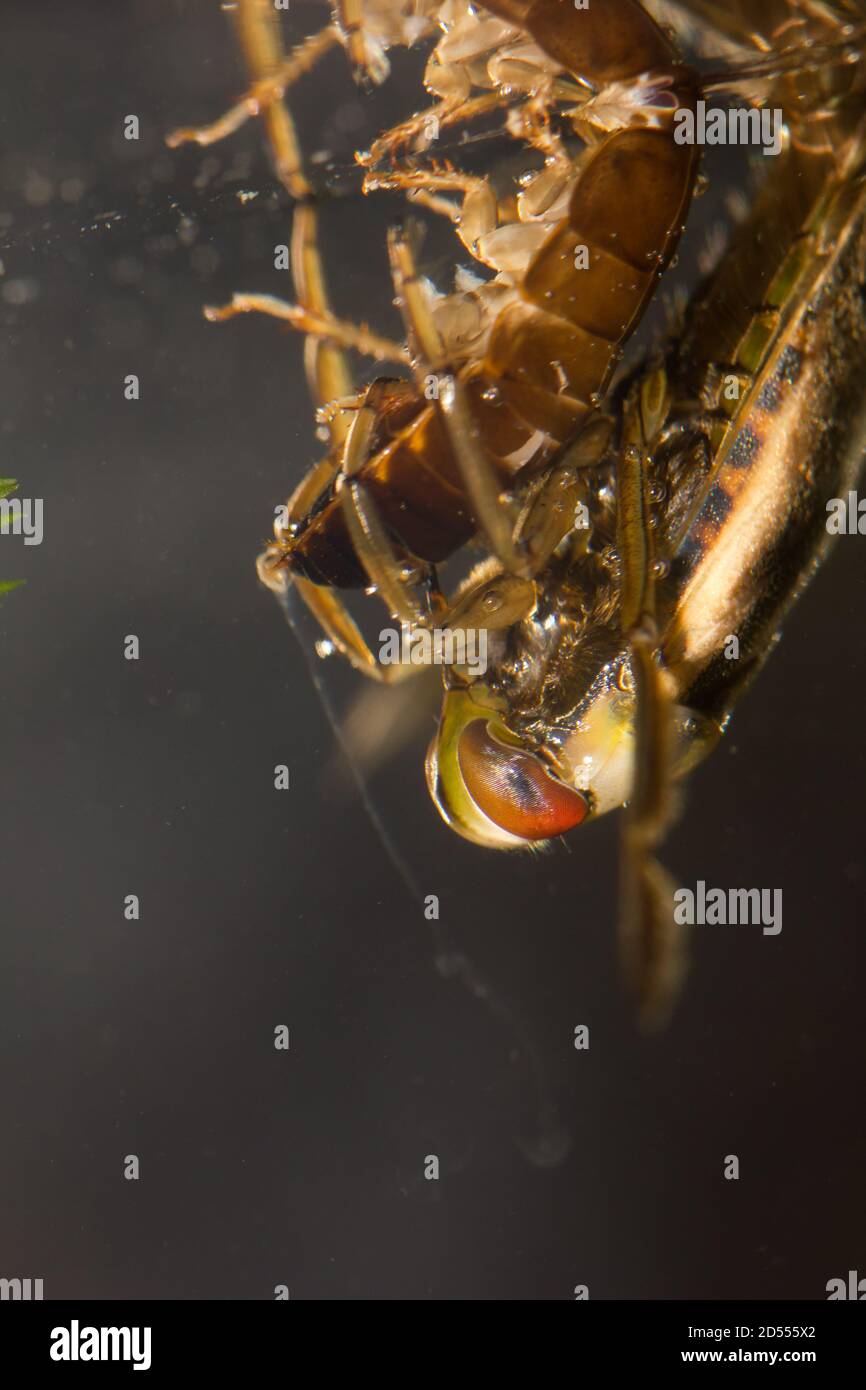 Common backswimmer (Notonecta glauca) feeding Stock Photo - Alamy