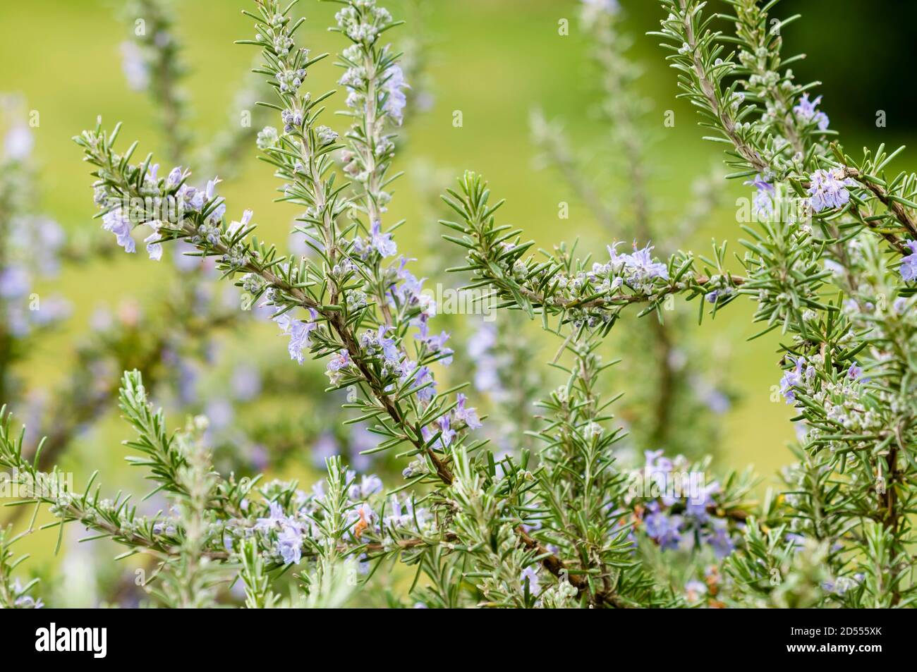 Plants of Rosemary with blue flowers in Spring Stock Photo - Alamy