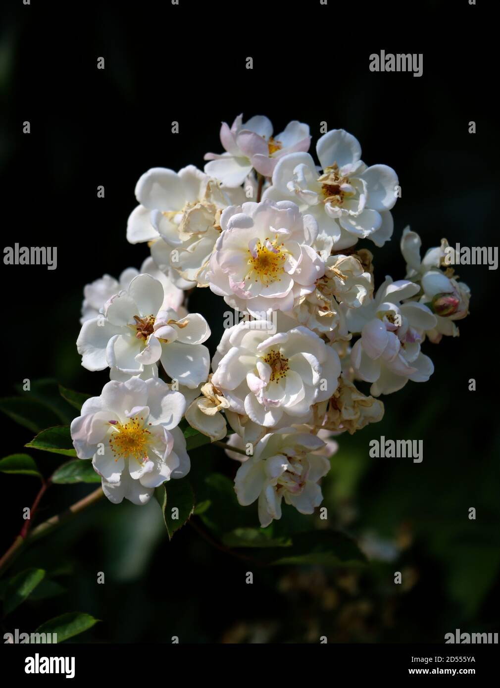 White rose plant hi-res stock photography and images - Alamy
