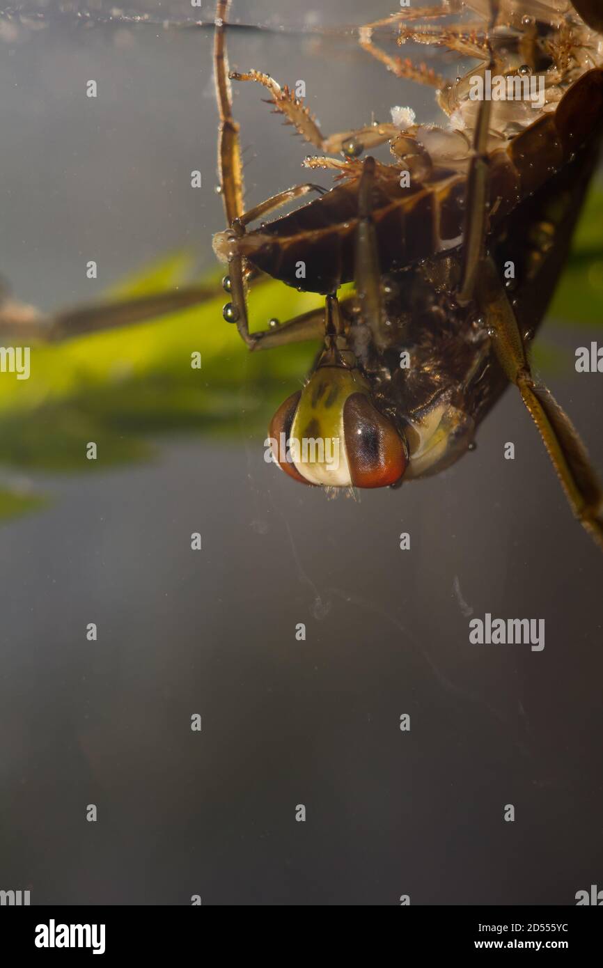 Common backswimmer (Notonecta glauca) feeding Stock Photo - Alamy
