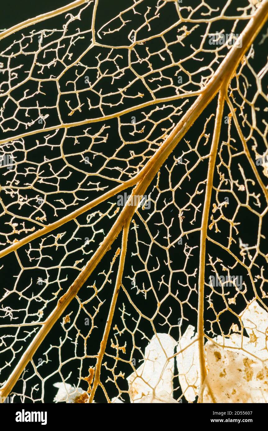 Reticulum hi-res stock photography and images - Alamy