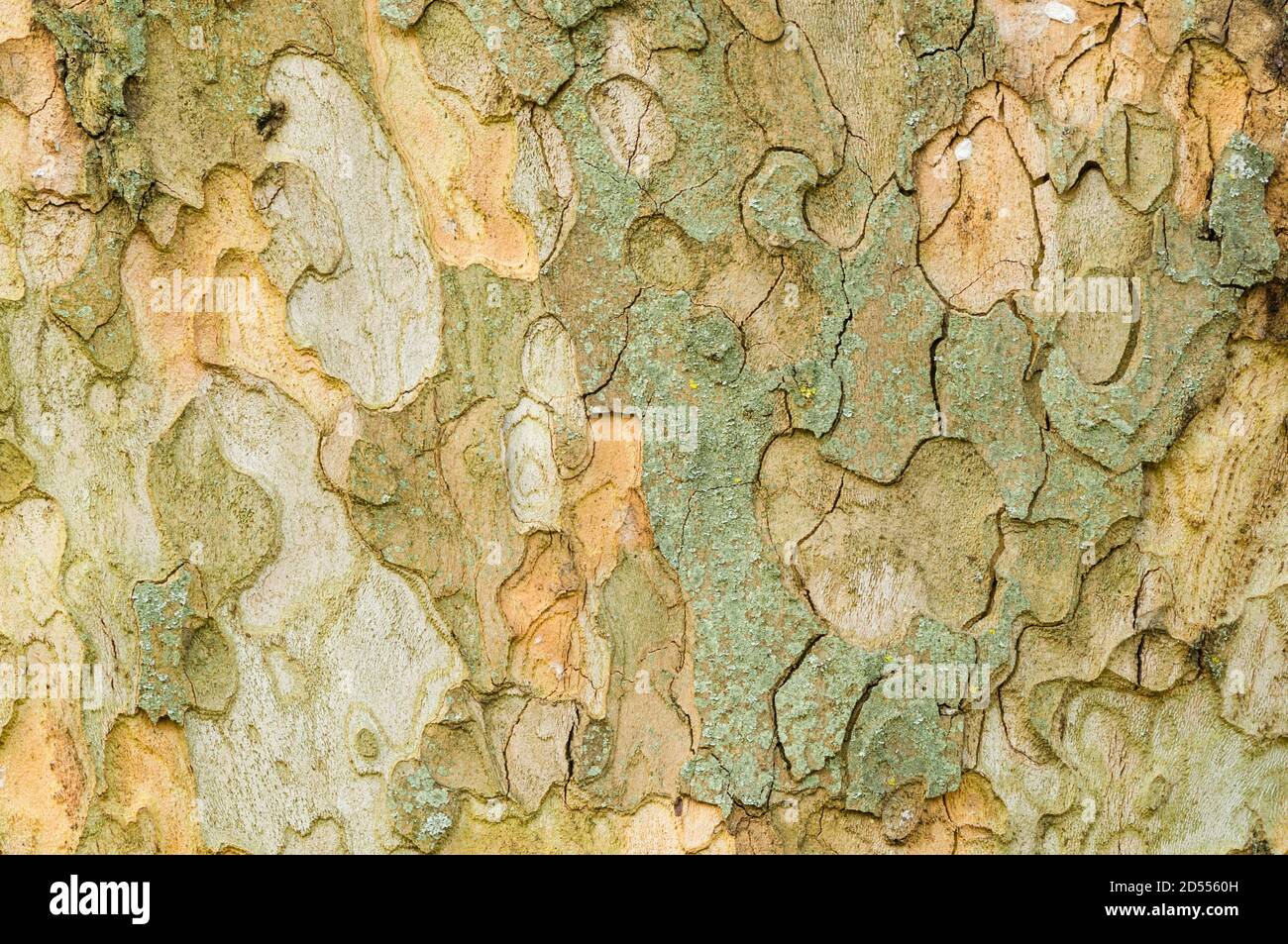 Detail of Plane tree, Platanus, bark Stock Photo - Alamy