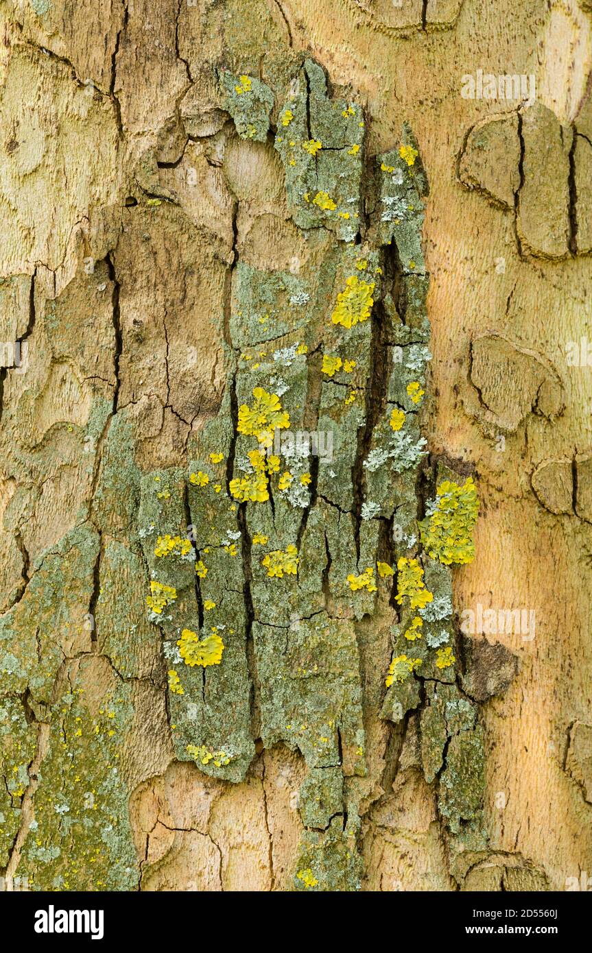 Detail of Plane tree, Platanus, bark Stock Photo - Alamy