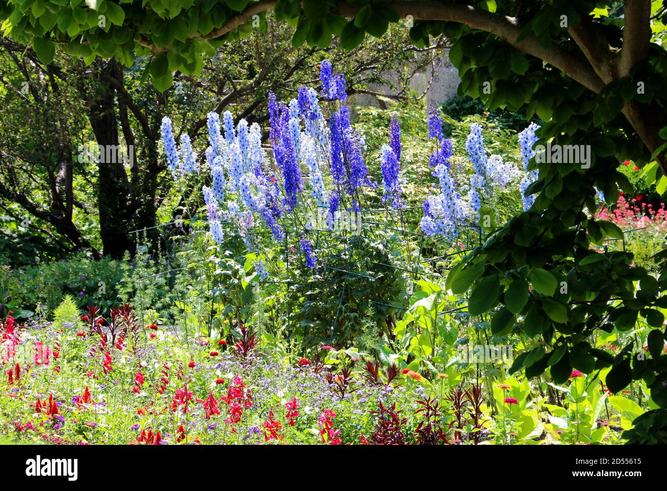 blue delphinium flowers in botanical garden of Munich Germany Stock ...