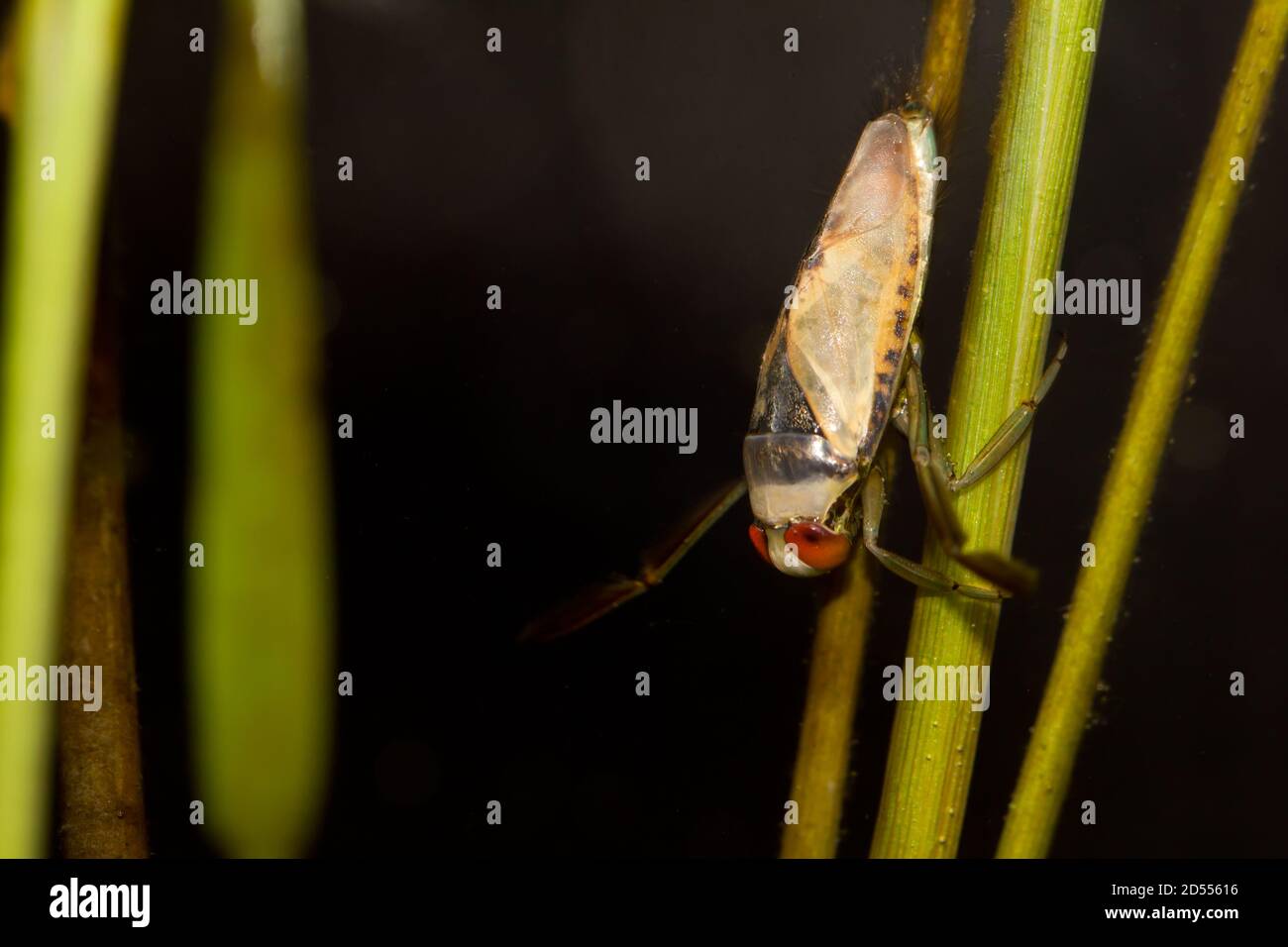 Common backswimmer (Notonecta glauca Stock Photo - Alamy
