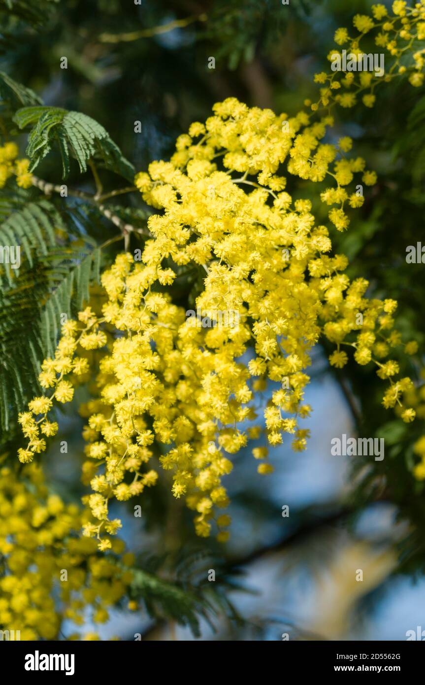 Flowers of wattle plant, Acacia dealbata Stock Photo - Alamy