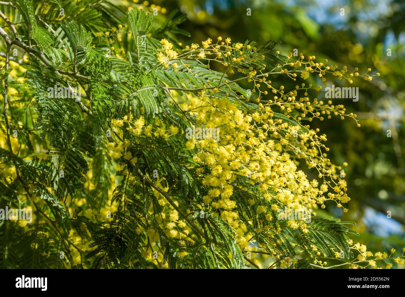 Wattle Plant High Resolution Stock Photography and Images - Alamy