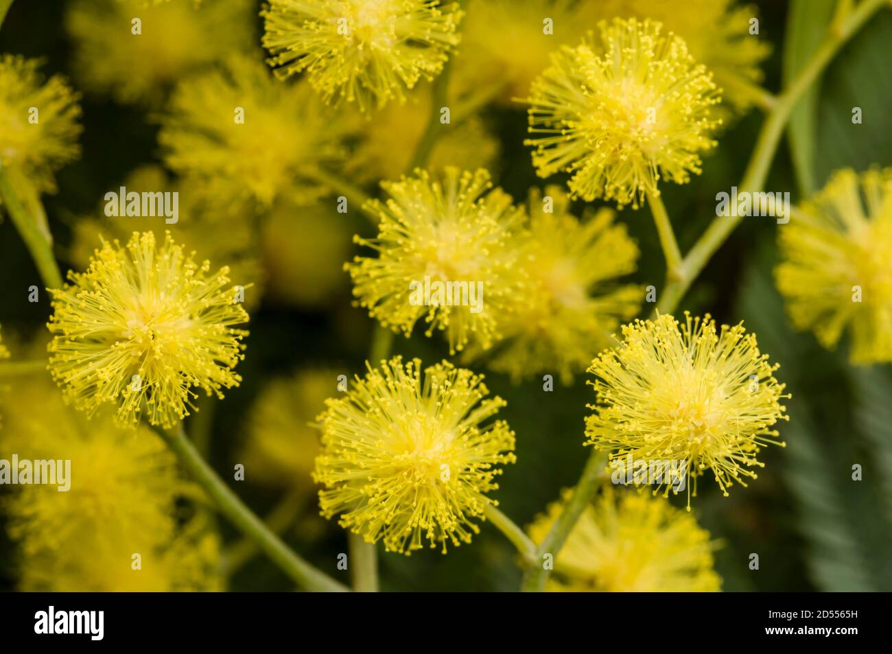 Flowers of wattle plant, Acacia dealbata Stock Photo - Alamy