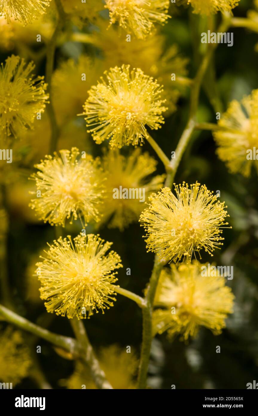 Wattle plant hi-res stock photography and images - Alamy