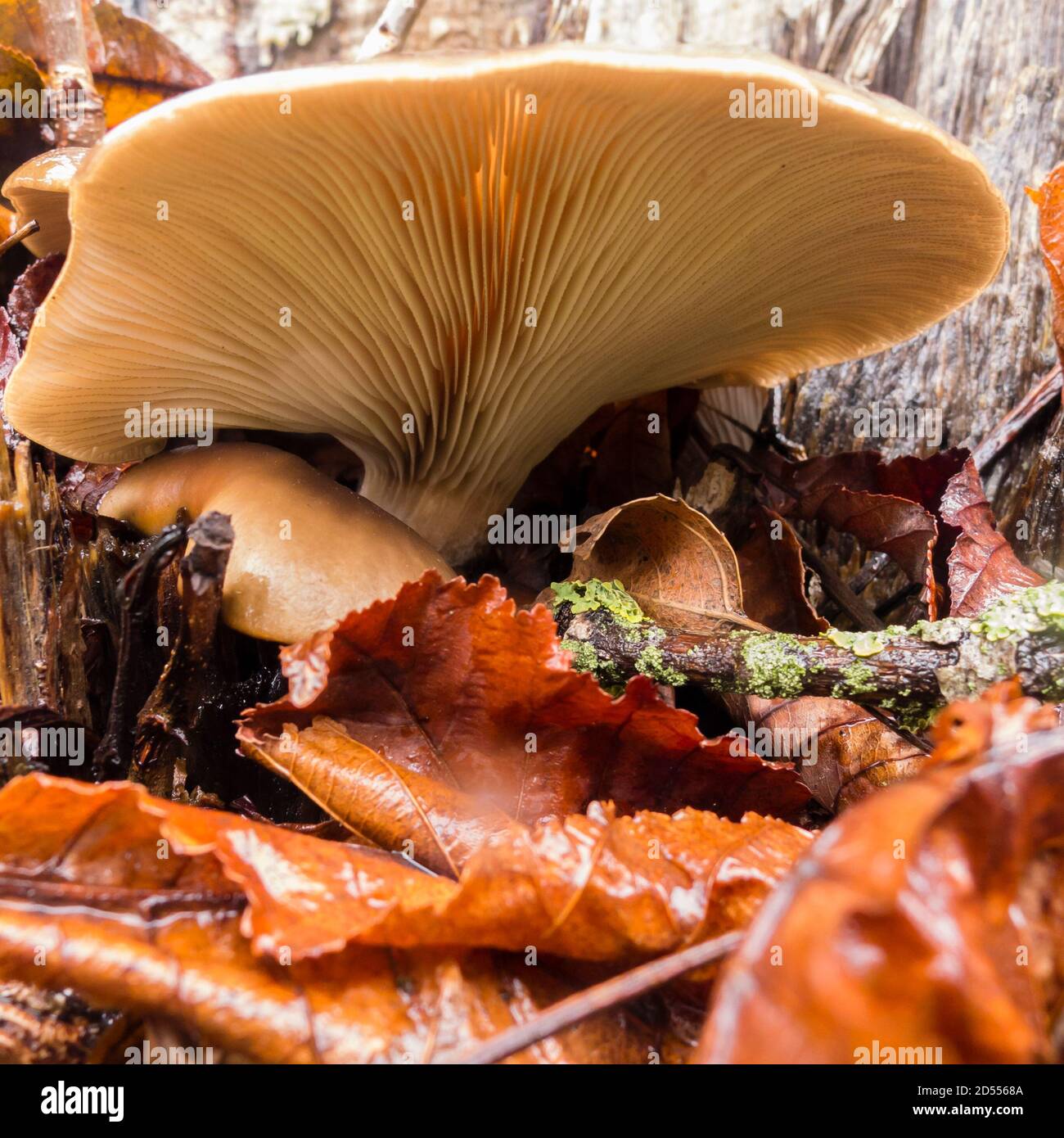 Mushroom underside growing on dead leaves Stock Photo - Alamy