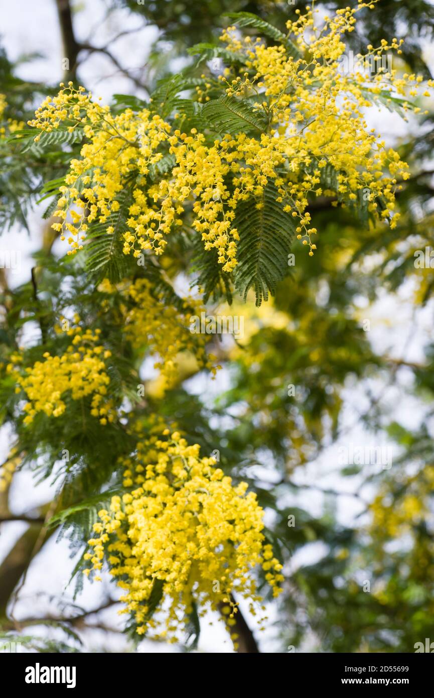 Acacia dealbata leaves hi-res stock photography and images - Alamy