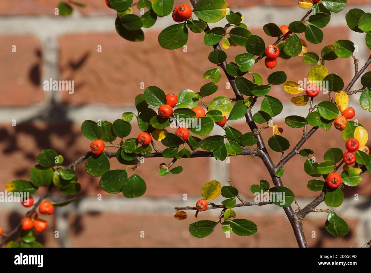 Cotoneaster Horizontalis Berries High Resolution Stock Photography and ...