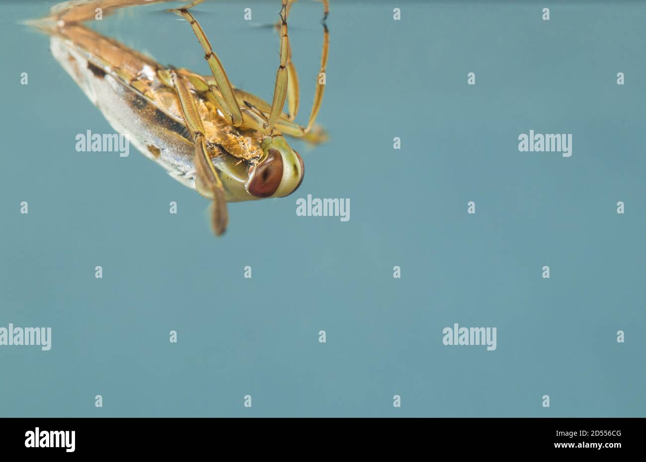 Common backswimmer (Notonecta glauca Stock Photo - Alamy