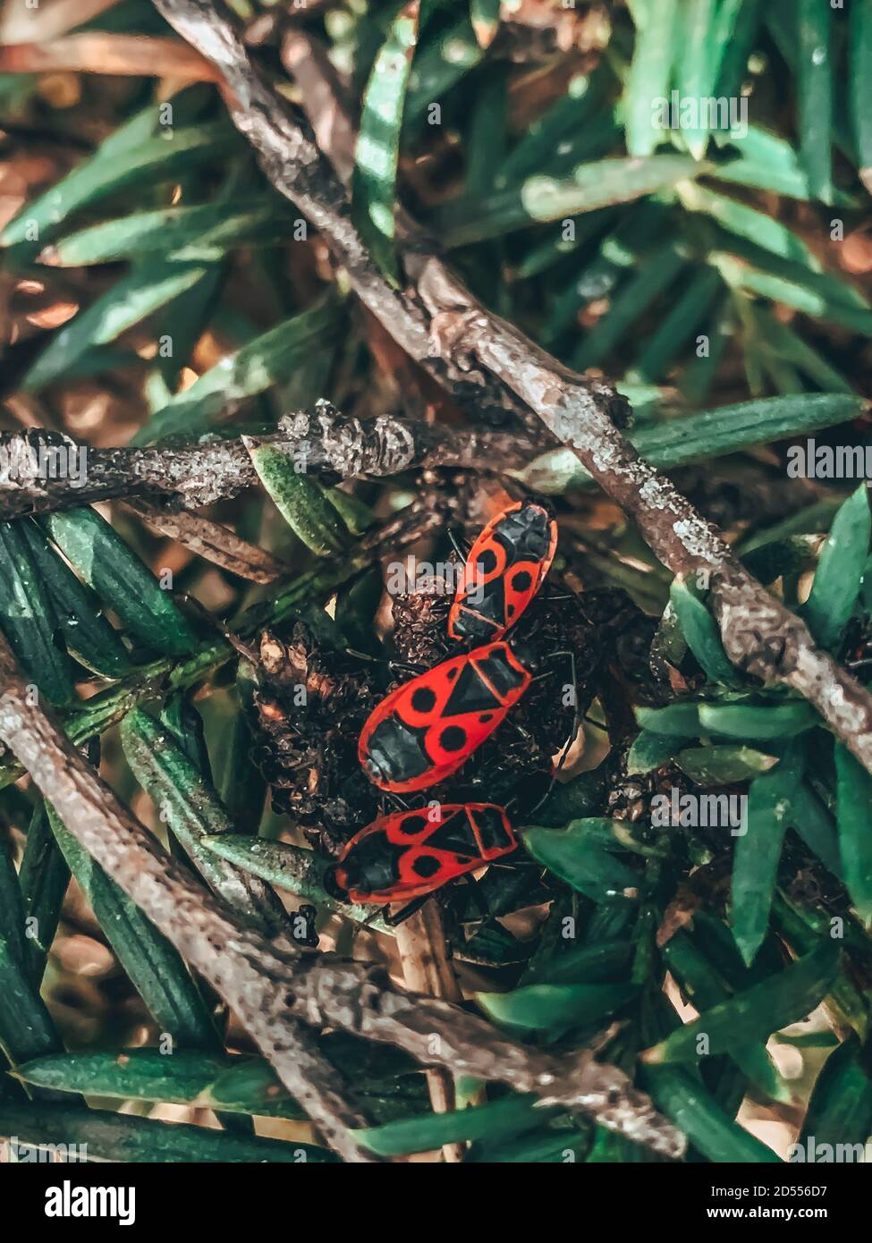 Top view of red and black beetles among the greenery Stock Photo - Alamy
