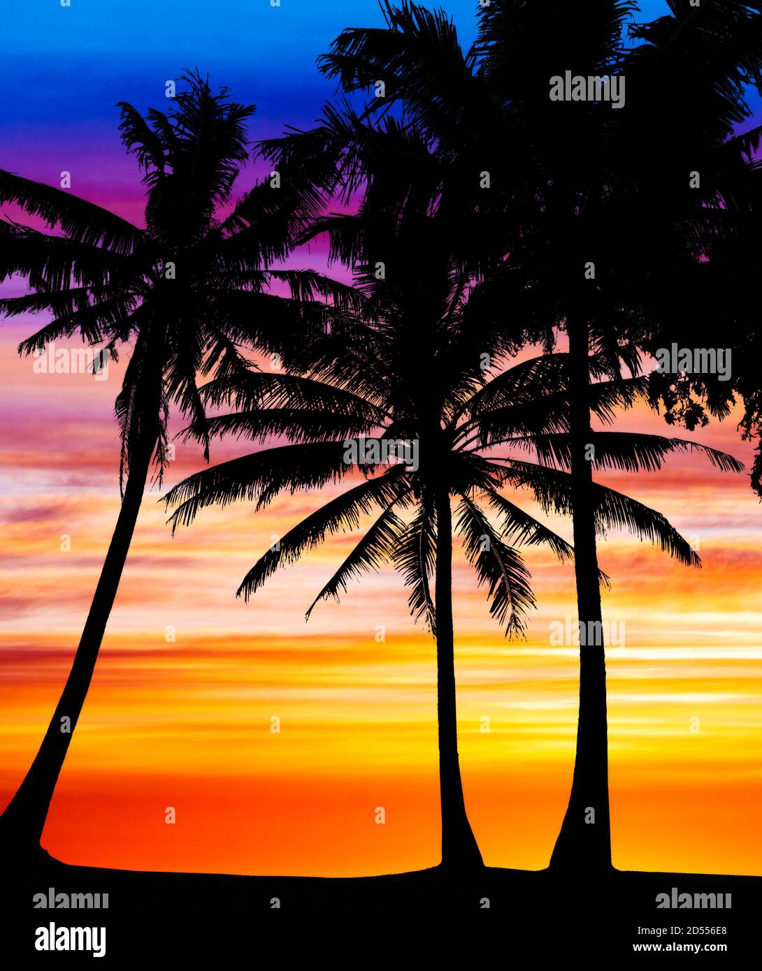 Palm trees silhouettes during sunset Stock Photo - Alamy